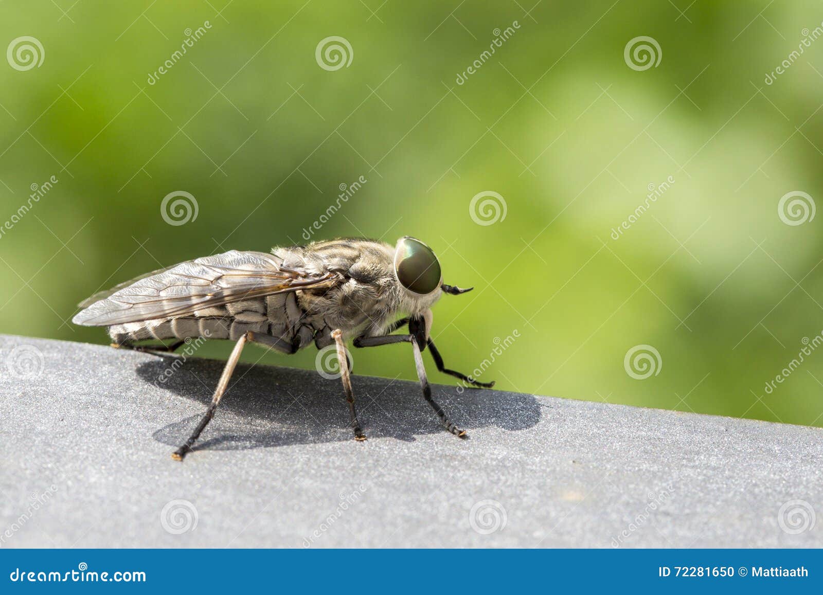 Makro Eines Bluts, Das Fliege Saugt Stockfoto - Bild von stich ...