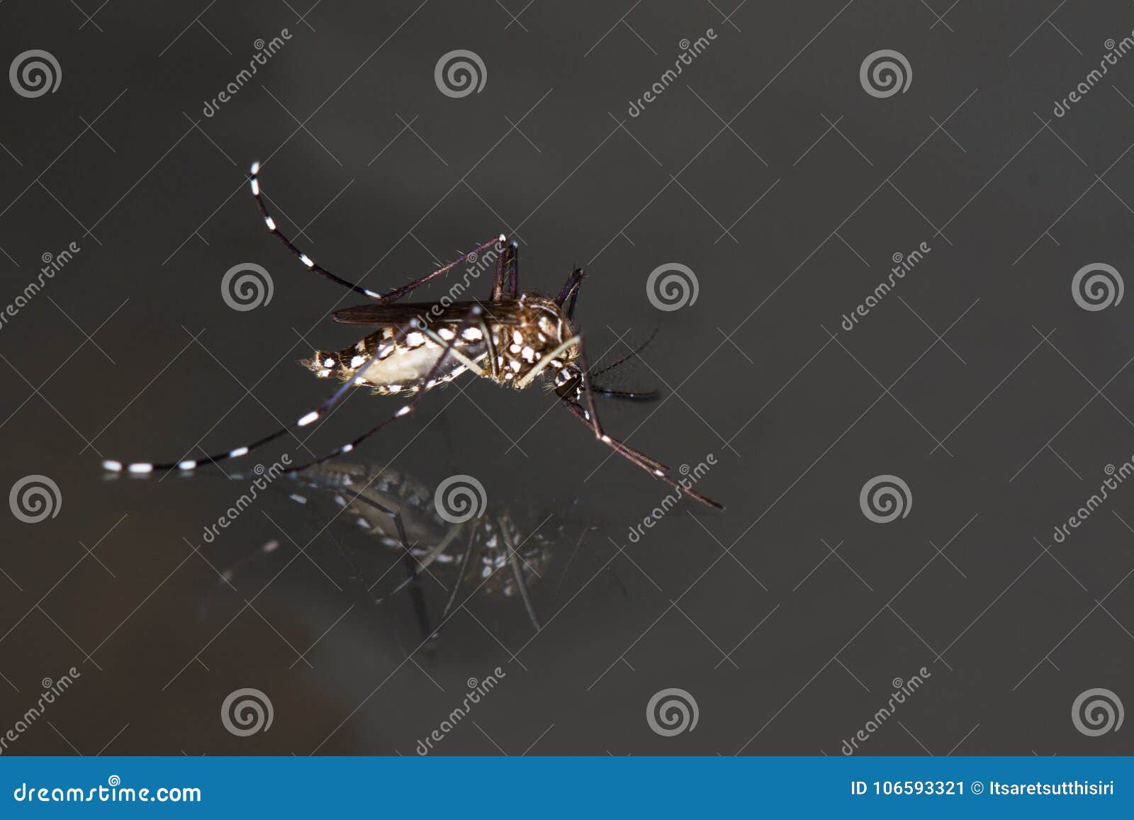 Makro eines Moskitos stockbild. Bild von wasser, schwarzes - 106593321