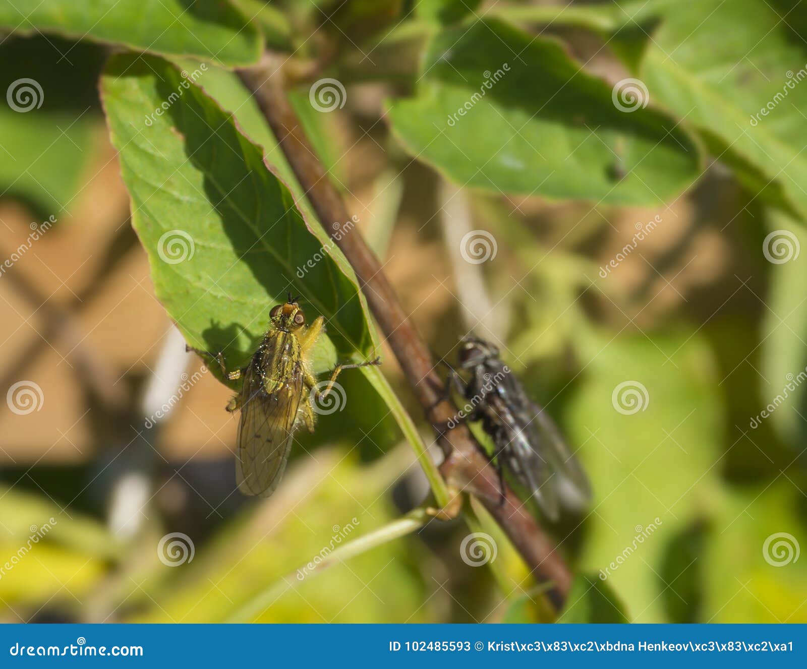 Makro Gelbe Mistfliege Oder Das Goldene Mistfliege Scathophaga-stercor ...