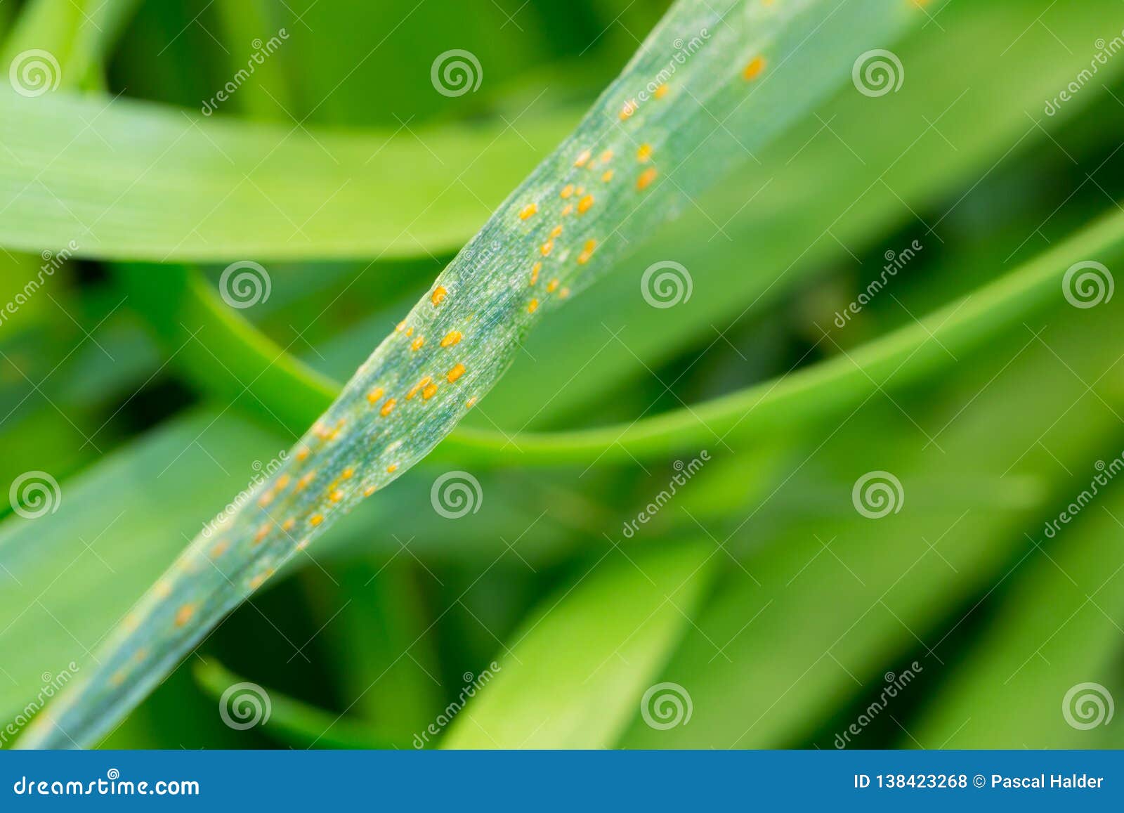 Wheat Leaf Epidermis Under The Microscope Stock Photography ...