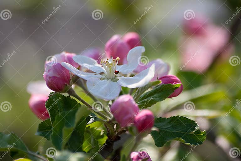Makro Spring Apple Flowers in a Garden Stock Photo - Image of april ...