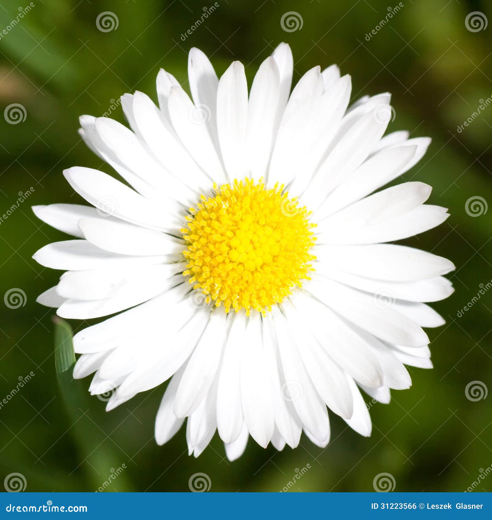 Makro Von Marguerite Daisy-Blume Stockfoto - Bild von garten, blühen ...