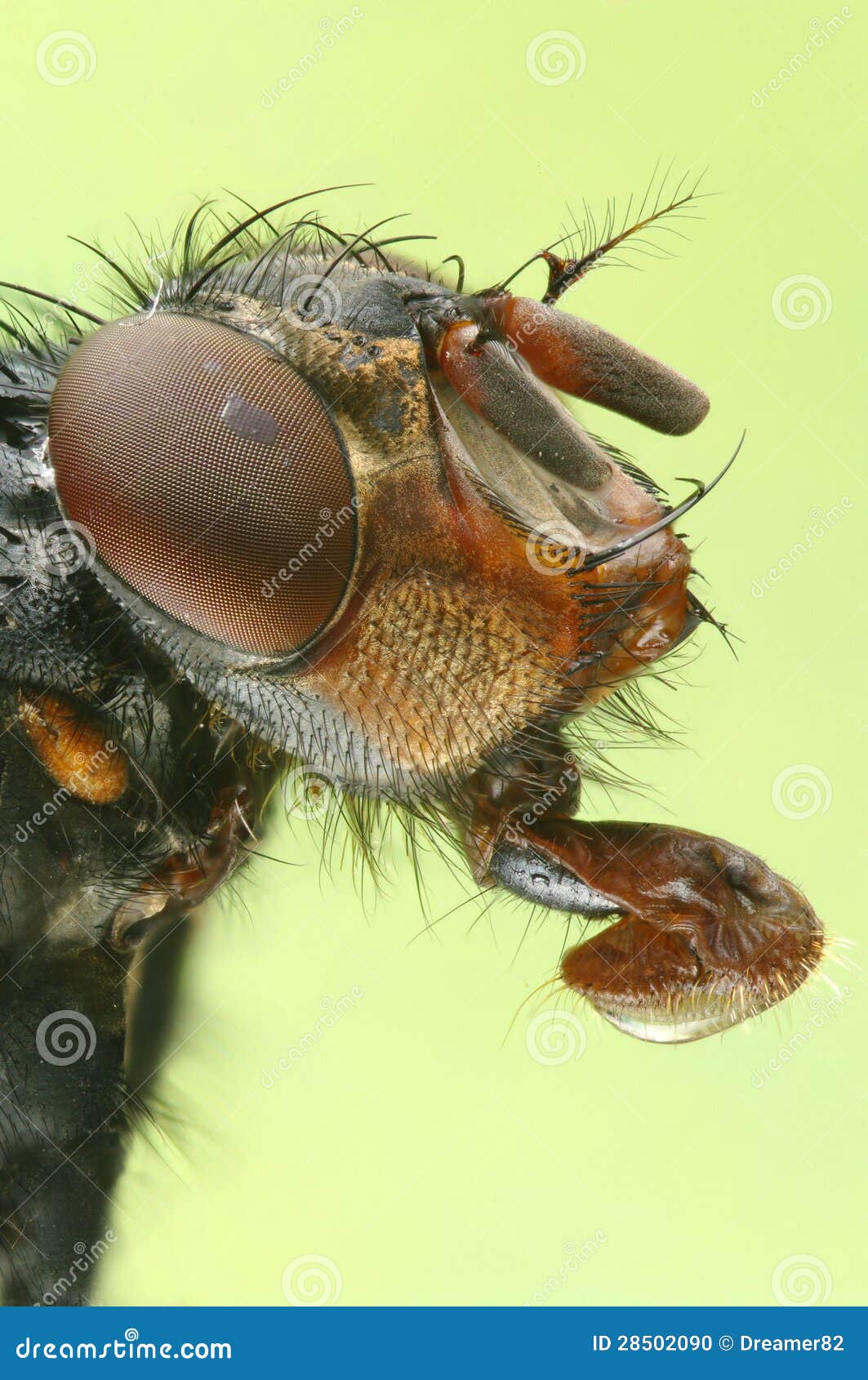 Makrofoto en fluga arkivfoto. Bild av nötkreatur, sammansatt - 28502090