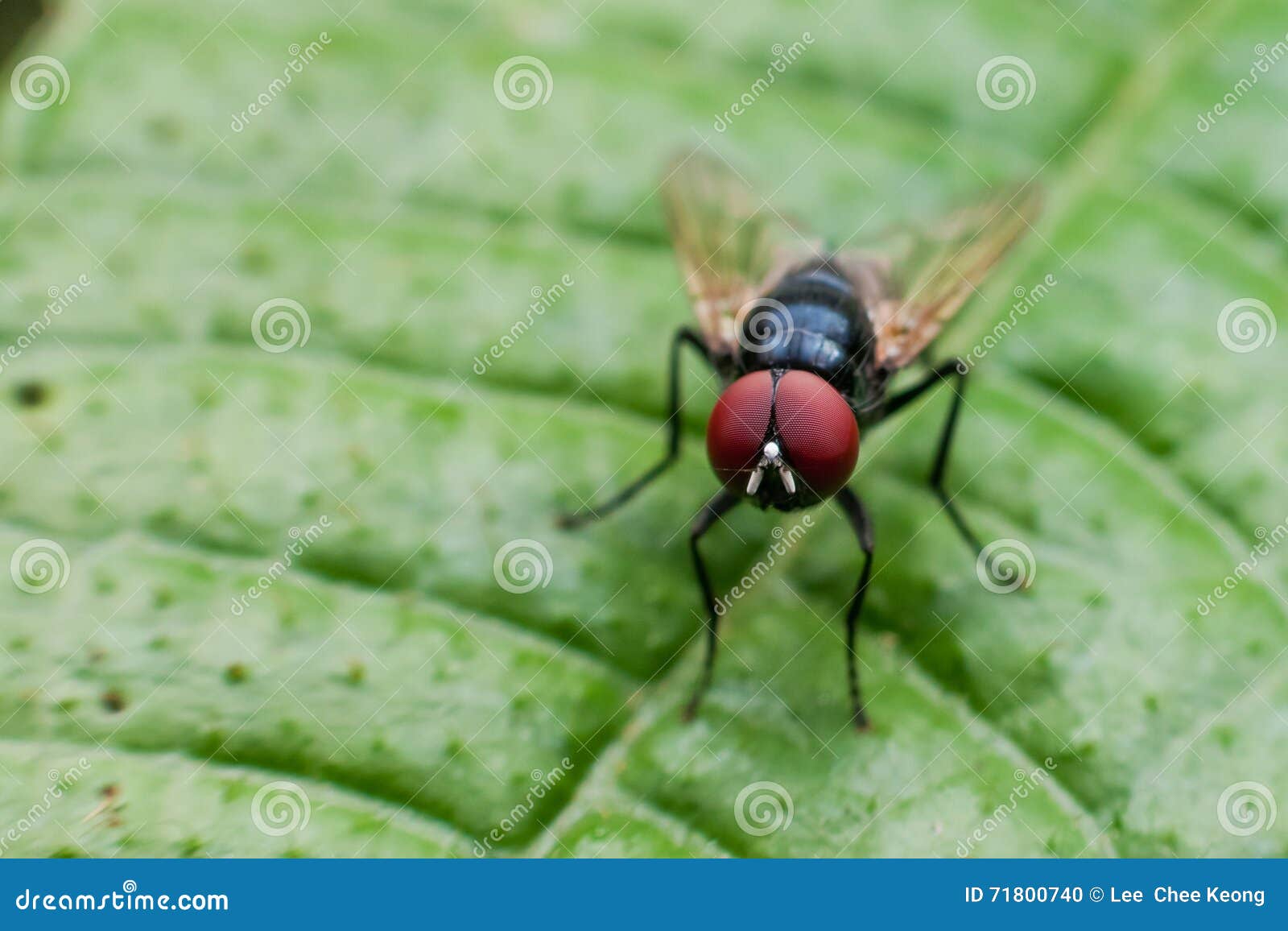 Makrophotographie, Die Eine Fleischfliege Zeigt Stockfoto - Bild von ...