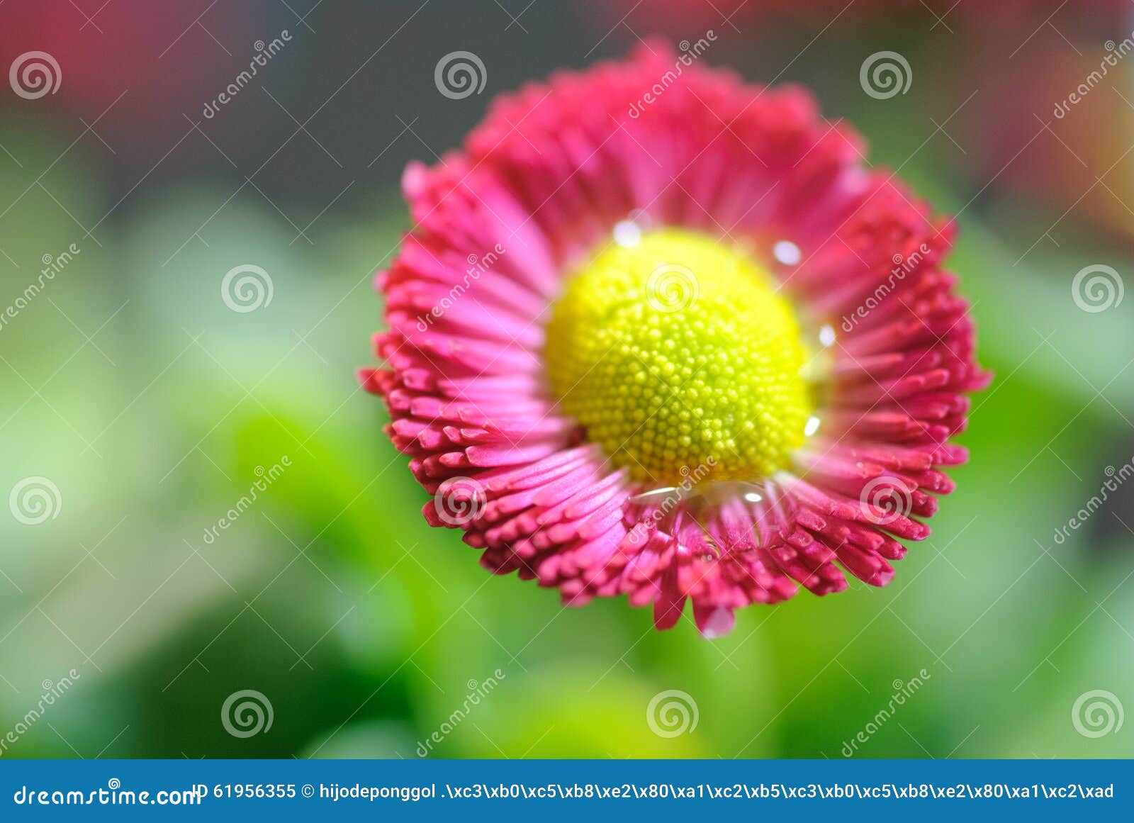 Makrophotographie Einer Roten Blume Stockbild - Bild von blume, sigma ...