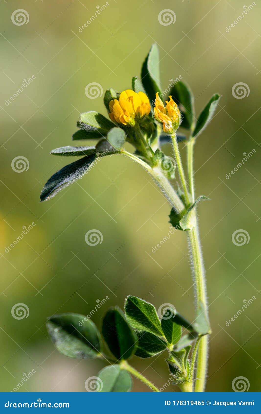 Makrophotographie Eines Medicago Polymorpha Stockbild - Bild von ...