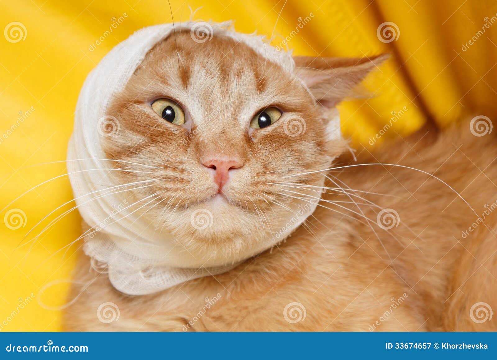 Mal D'oreille De Chat Avec Le Bandage Image stock - Image du tête ...