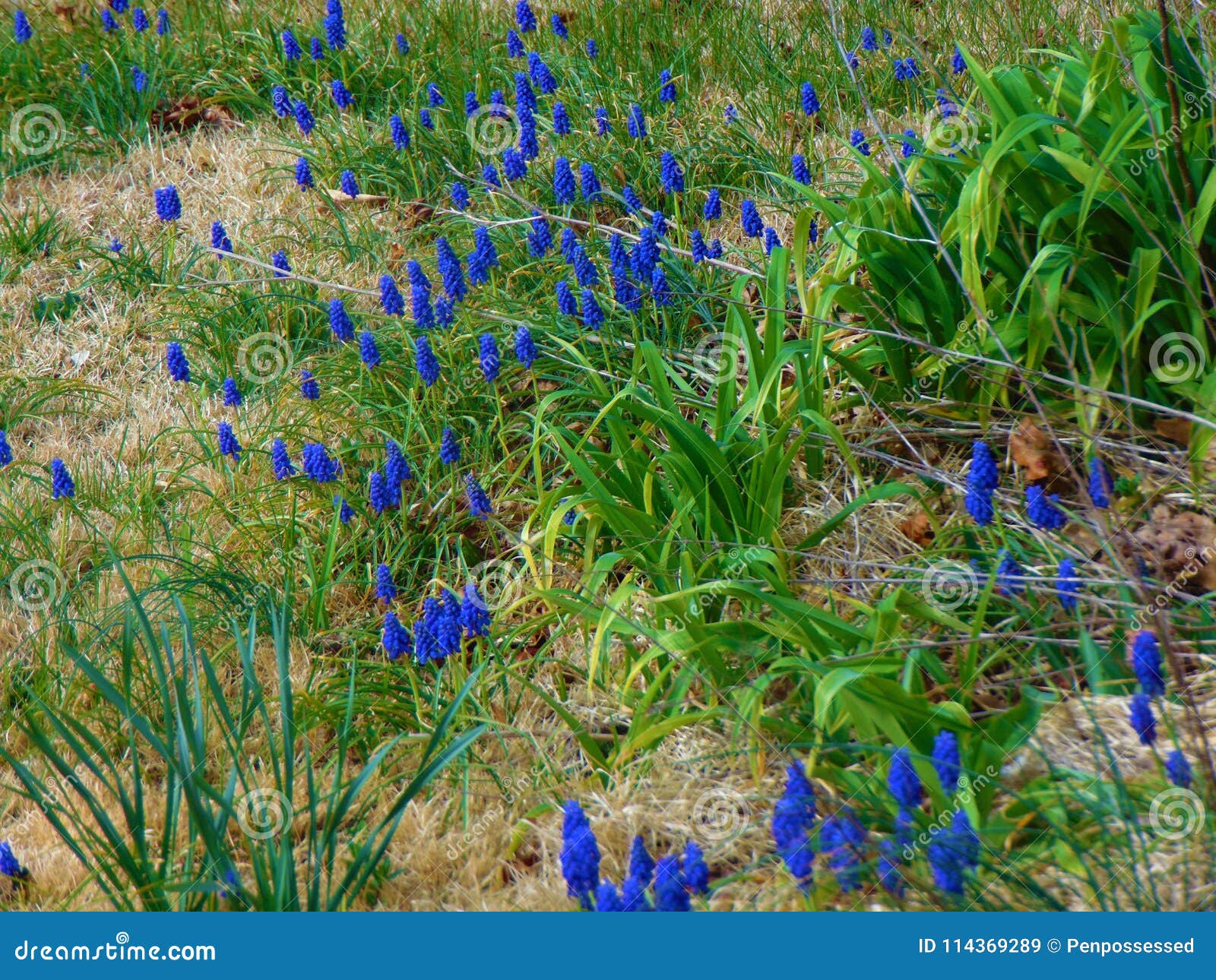 Mala Hierba Azul De La Flor Entre Hierba Imagen de archivo - Imagen de ...