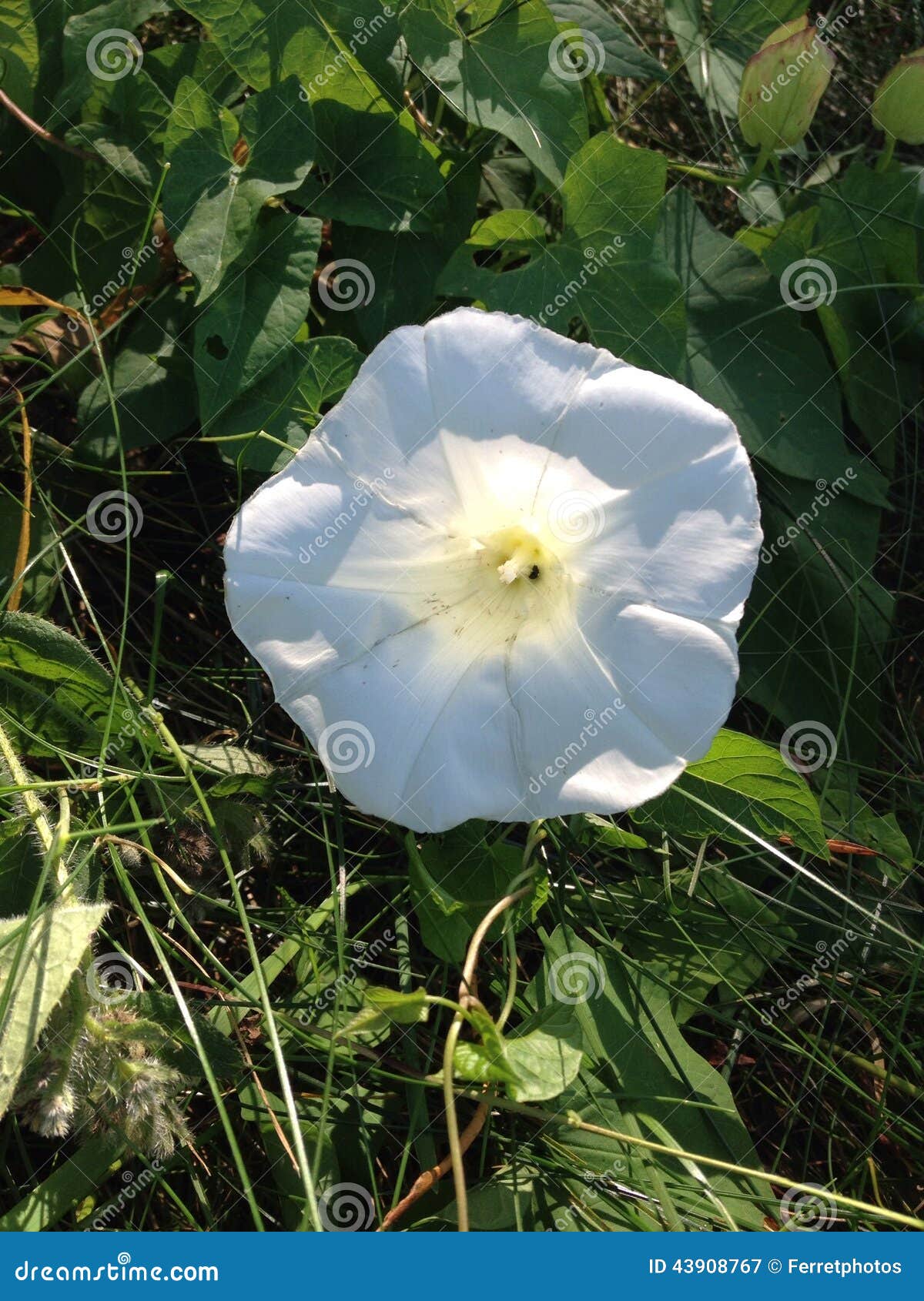Mala Hierba De La Flor Blanca Imagen de archivo - Imagen de maleza ...