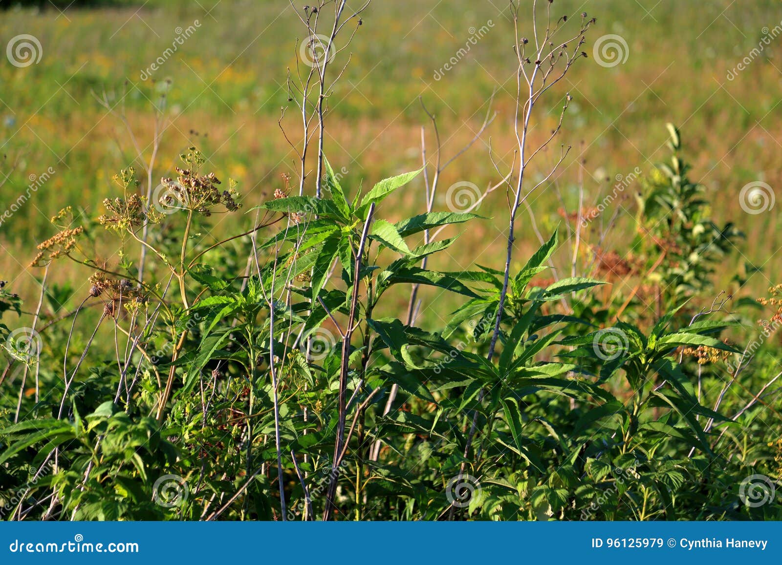 Mala Hierba De La Zanja En Iowa Imagen de archivo - Imagen de maleza ...