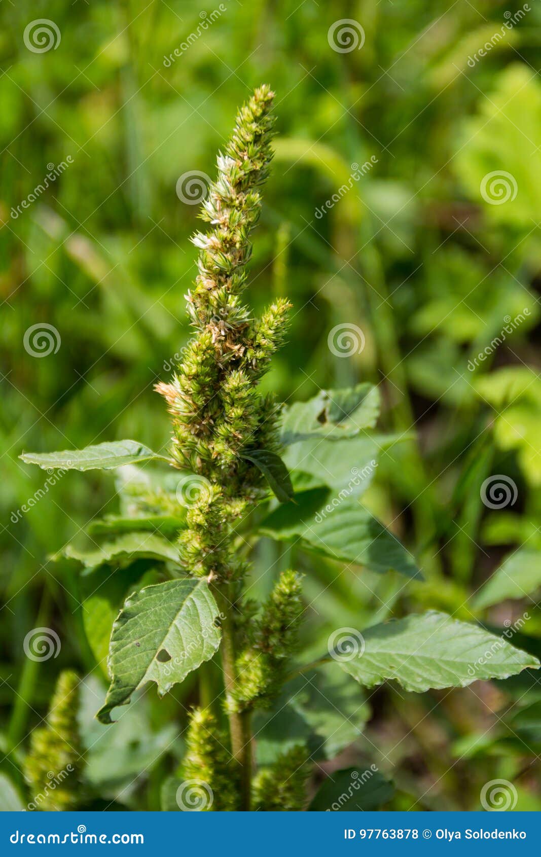 Mala Hierba Y Planta Medicinal Foto de archivo - Imagen de ...