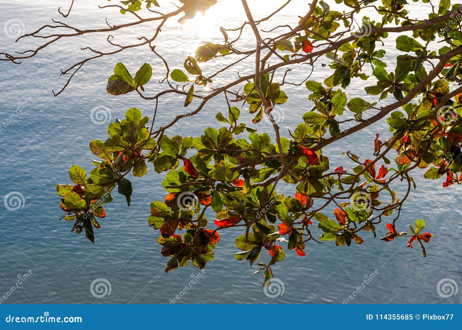 1,827 Malabar Leaf Stock Photos - Free & Royalty-Free Stock Photos from ...