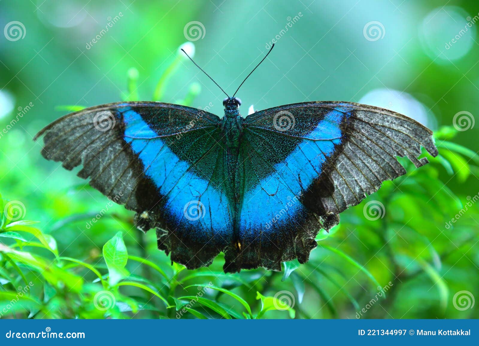 Malabar Banded Peacock stock image. Image of butterfly - 221344997