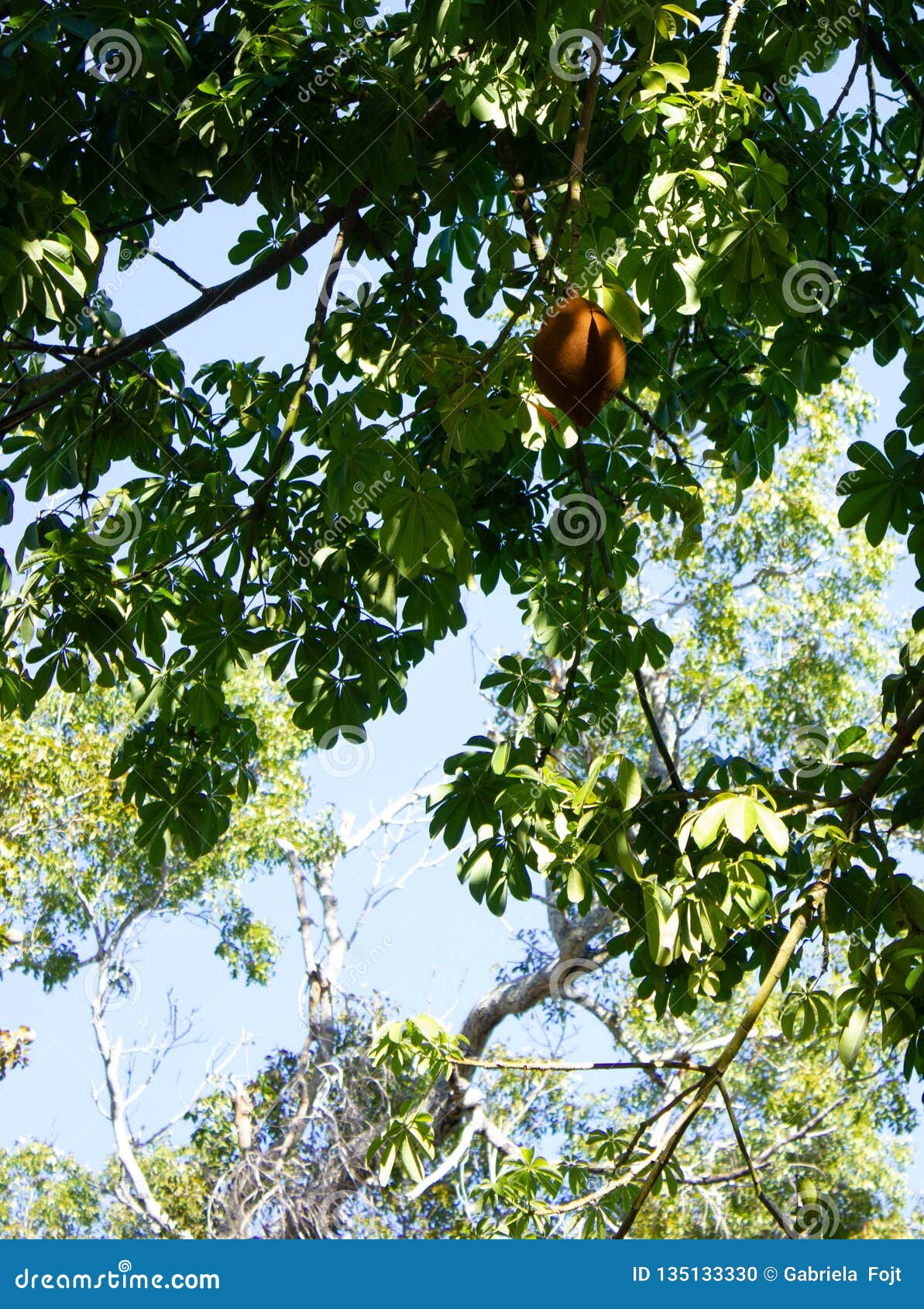 Malabar chestnut tree stock photo. Image of branches - 135133330