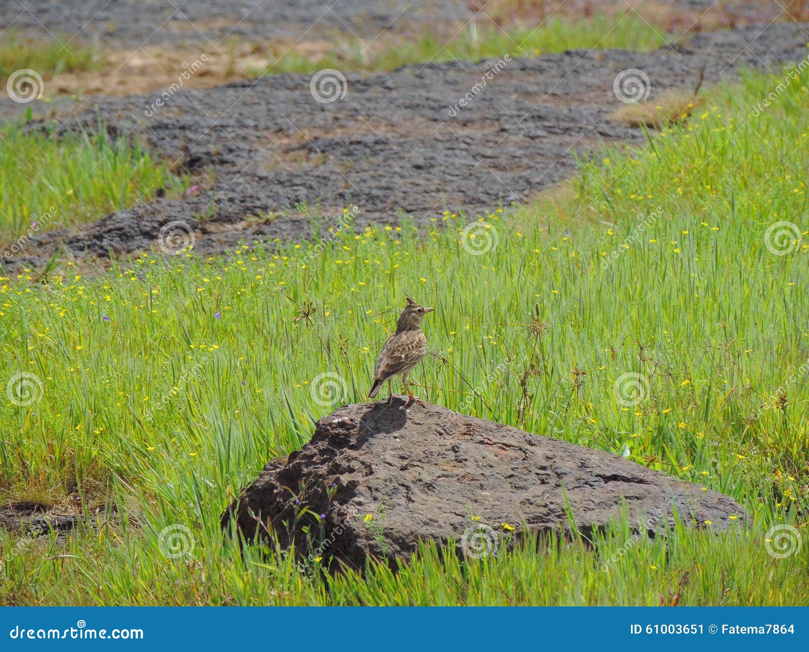 Malabar crested il lark immagine stock. Immagine di fiore - 61003651