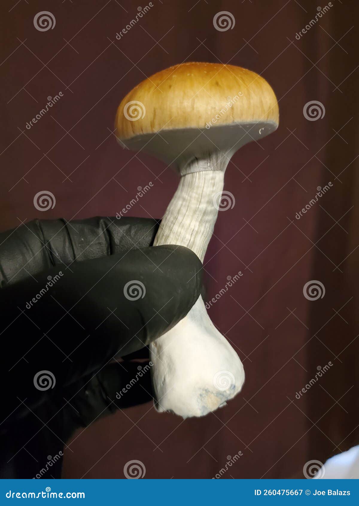 Malabar Cubensis Mushroom stock image. Image of head - 260475667