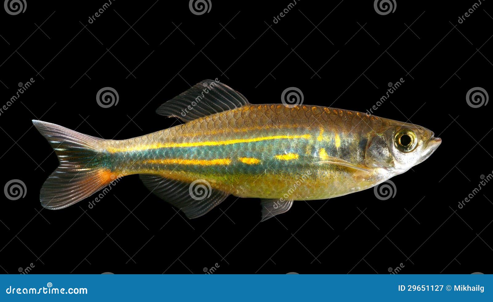The Malabar Danio Devario Malabaricus. Royalty-Free Stock Image ...