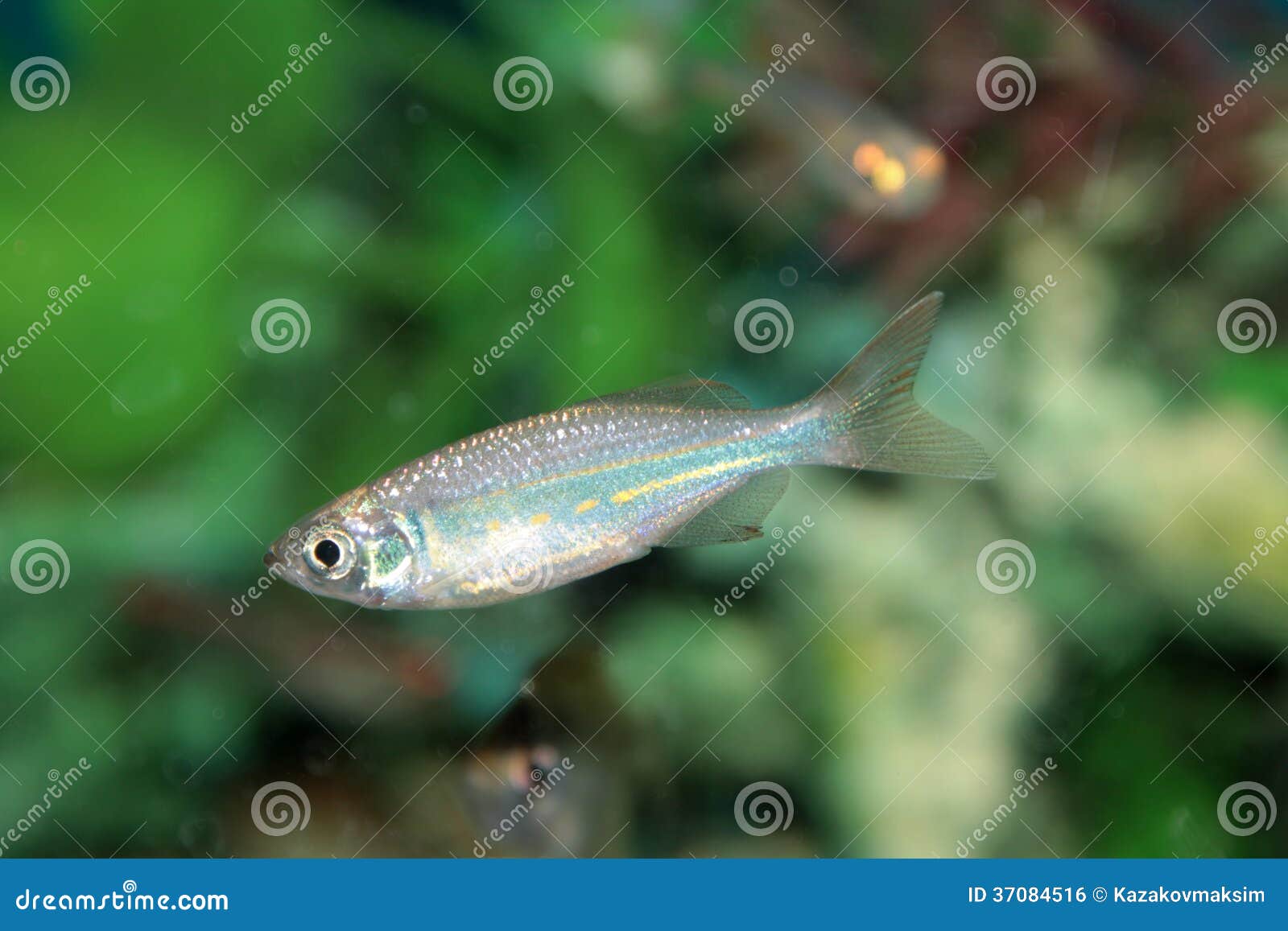The Malabar Danio Devario Malabaricus. Royalty-Free Stock Photo ...