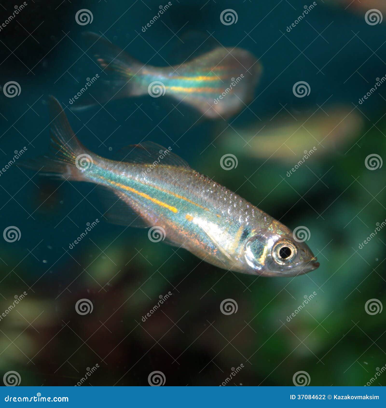 The Malabar Danio Devario Malabaricus. Royalty-Free Stock Photo ...