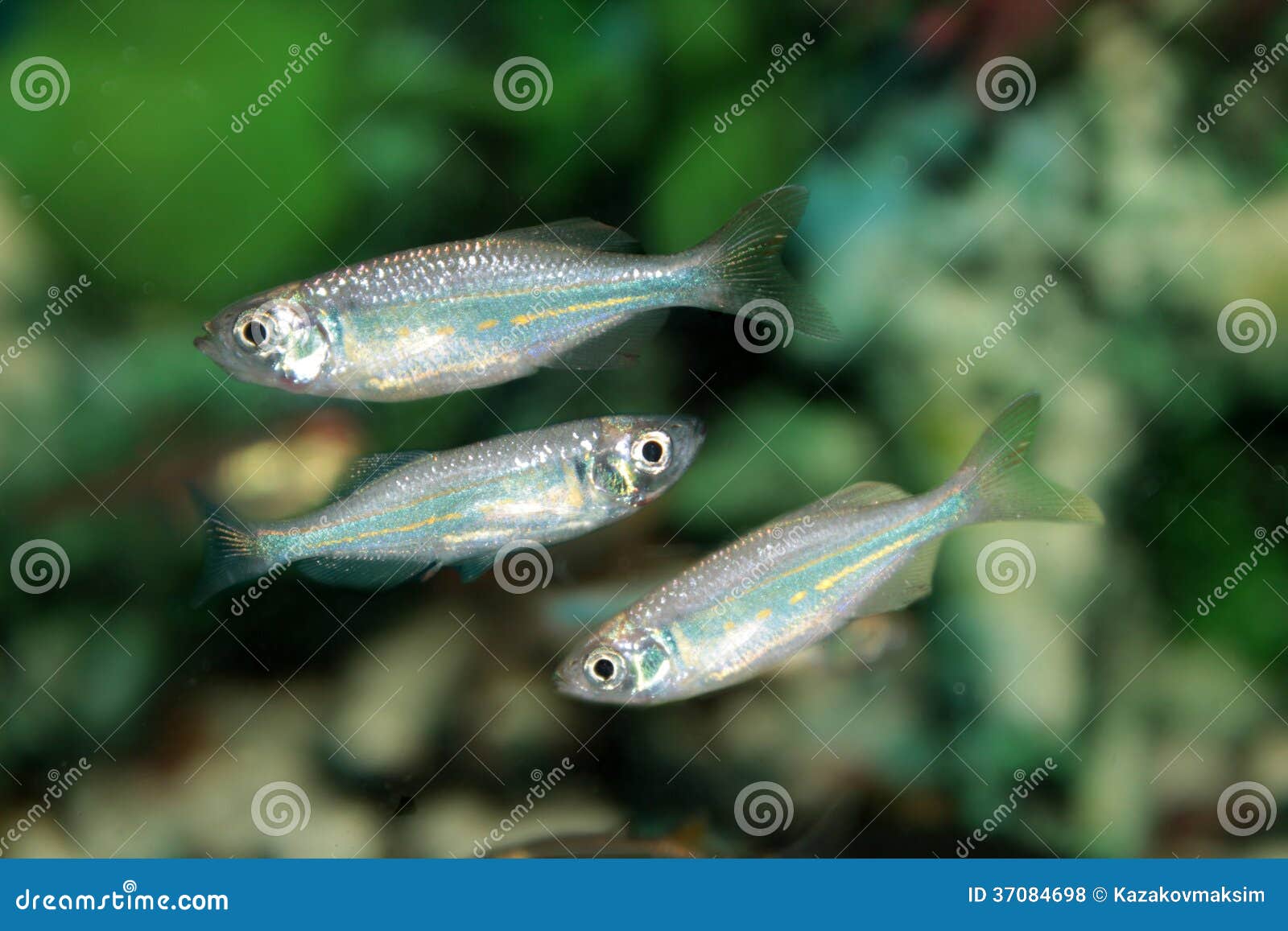 The Malabar Danio Devario Malabaricus. Royalty-Free Stock Image ...