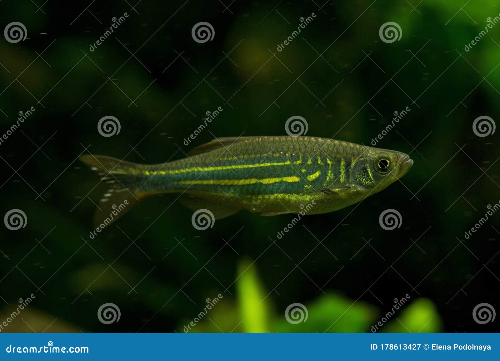 The Malabar Danio Devario Malabaricus. Stock Image - Image of ...