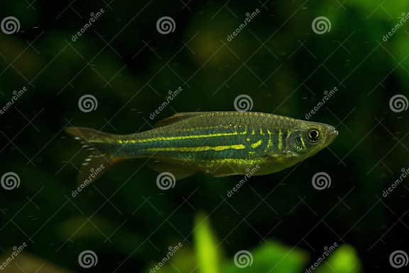 The Malabar Danio Devario Malabaricus. Stock Image - Image of ...