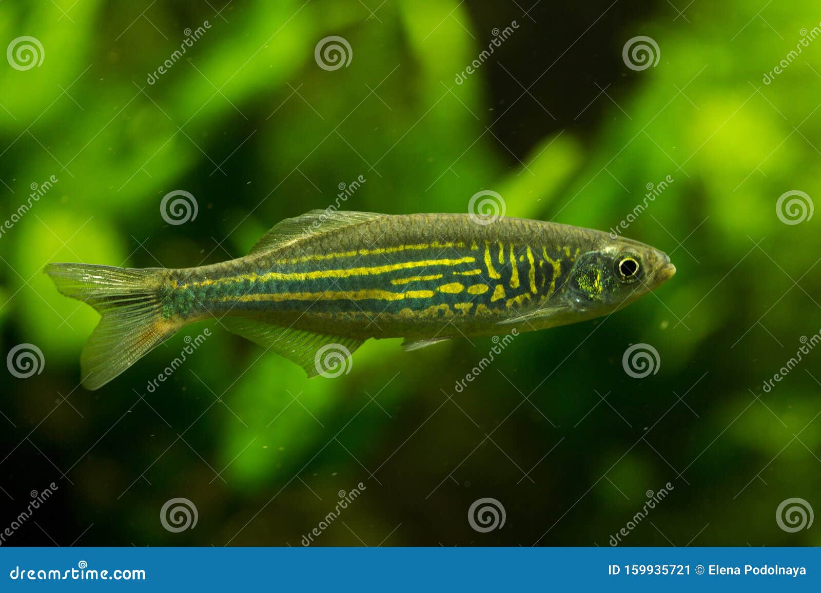 The Malabar Danio Devario Malabaricus. Stock Image - Image of tropical ...