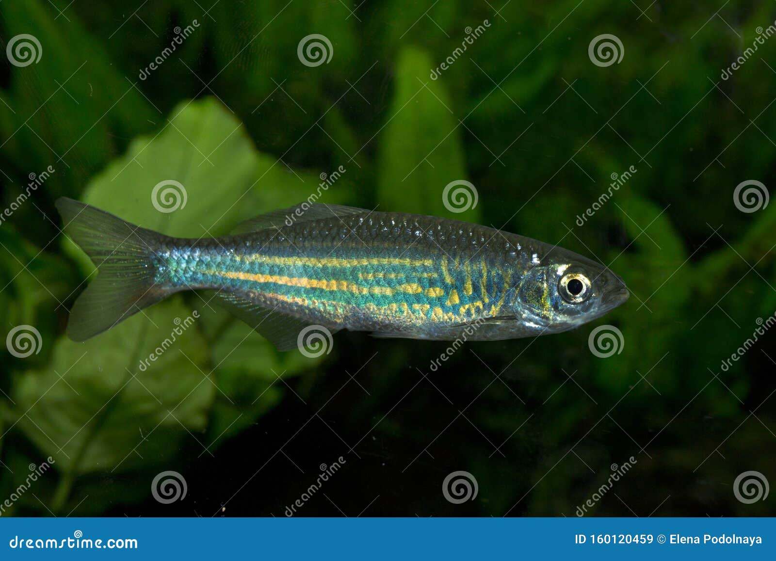 The Malabar Danio Devario Malabaricus. Stock Image - Image of asian ...