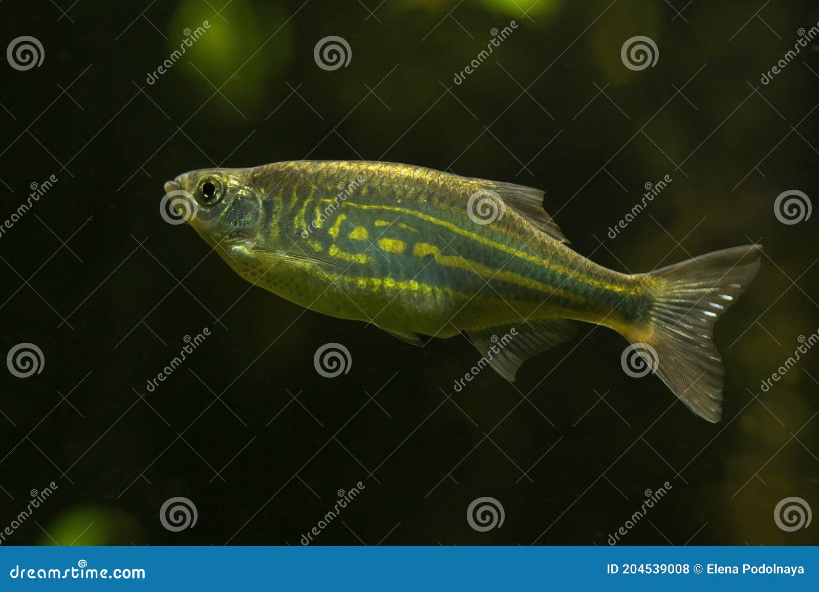 The Malabar Danio Devario Malabaricus. Stock Photo - Image of captive ...