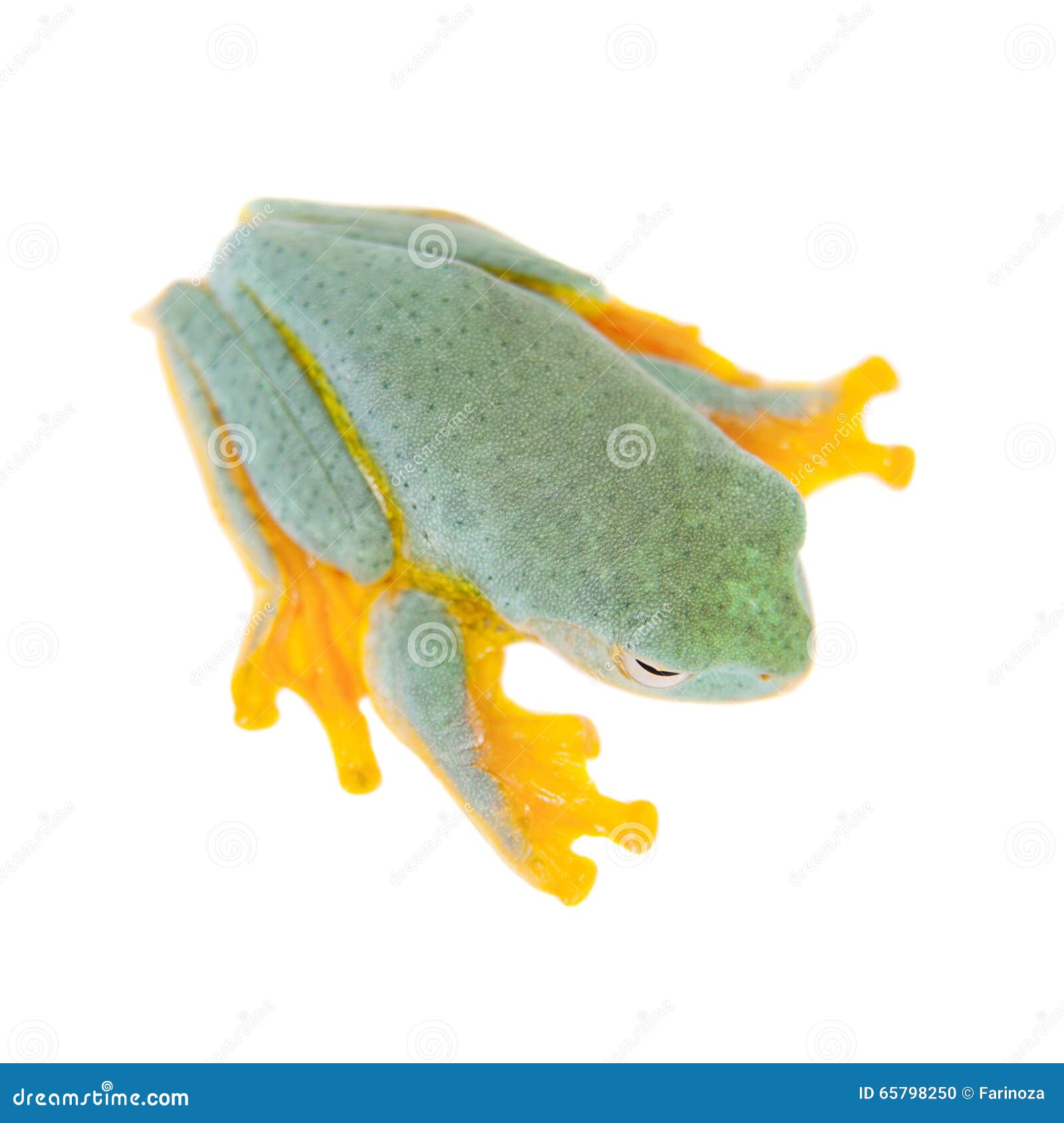 Malabar Flying Tree Frogling Isolated On White Stock Photography ...