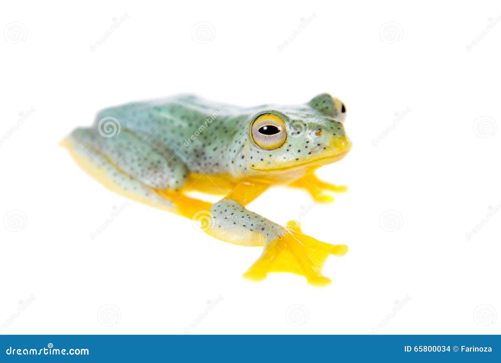 Malabar Flying Tree Frogling Isolated On White Stock Photography ...