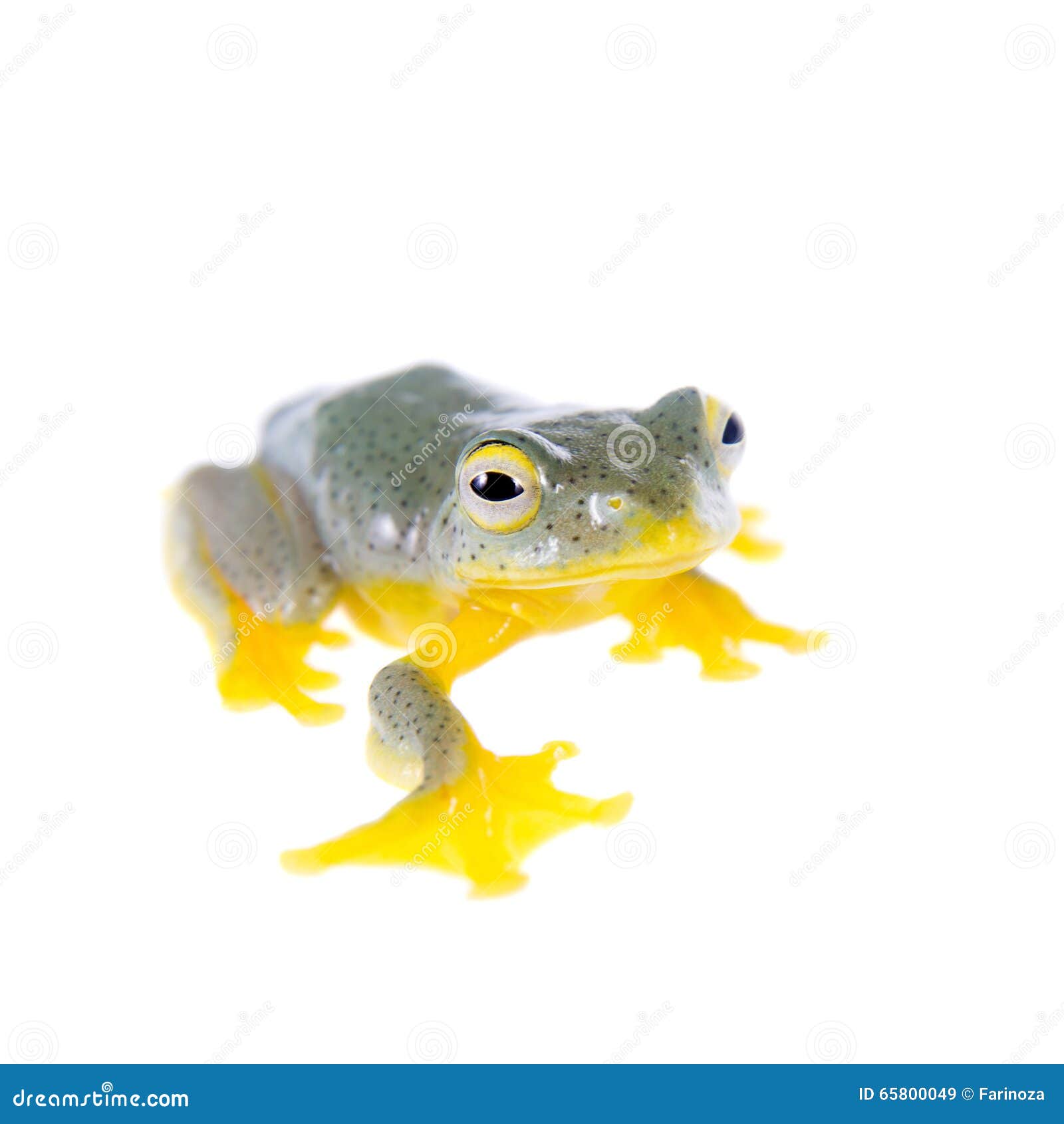 Malabar Flying Tree Frogling Isolated On White Stock Photography ...