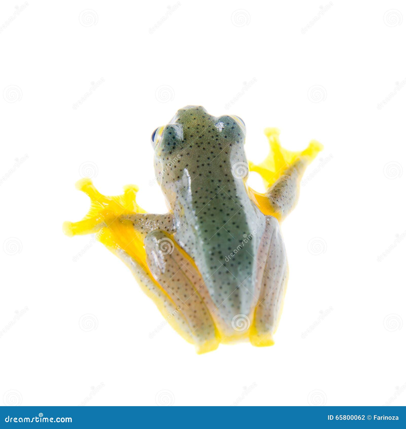 Malabar Flying Tree Frogling Isolated On White Stock Photography ...