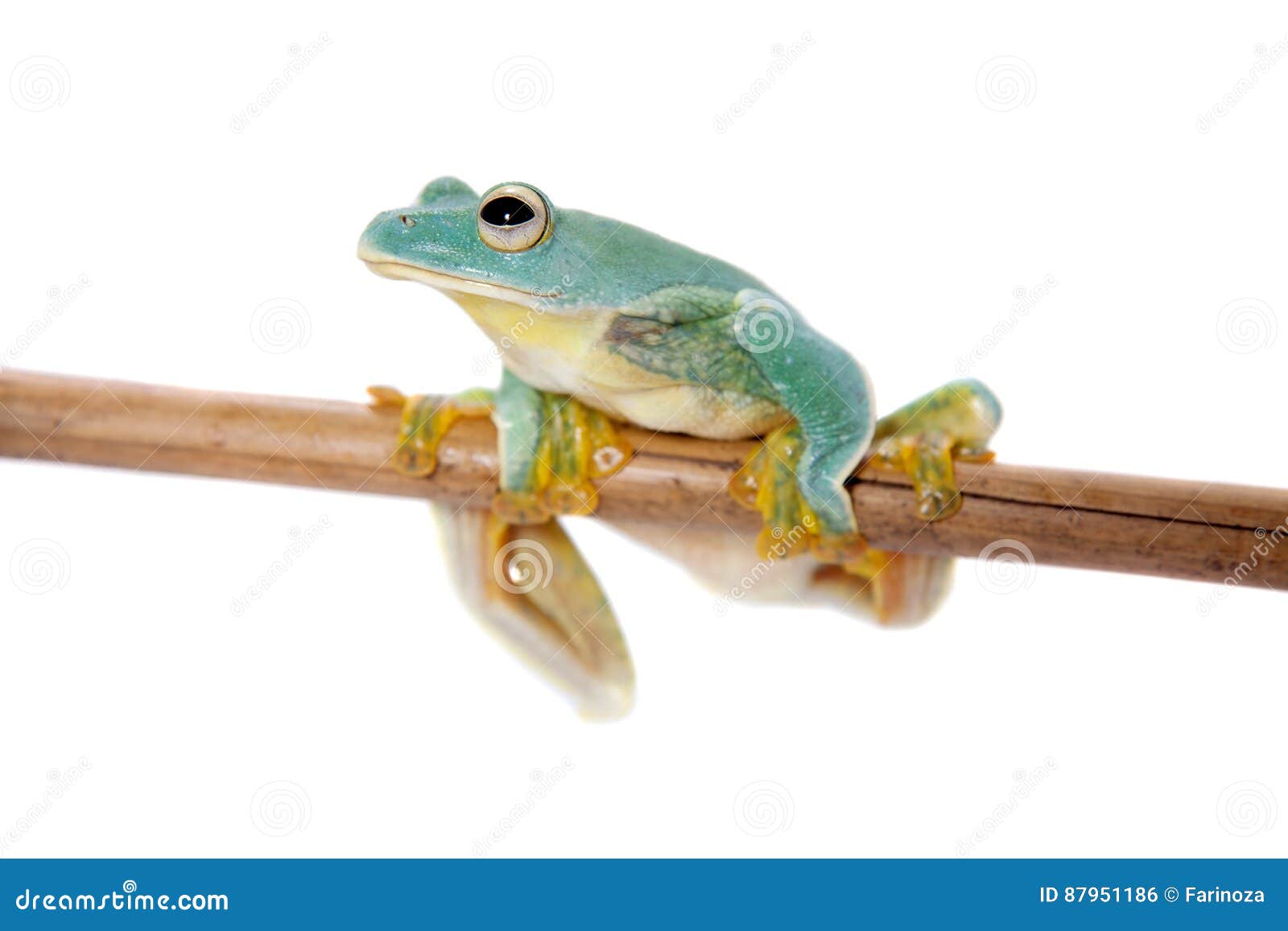 Malabar Flying Tree Frogling Isolated White Stock Photos - Free ...