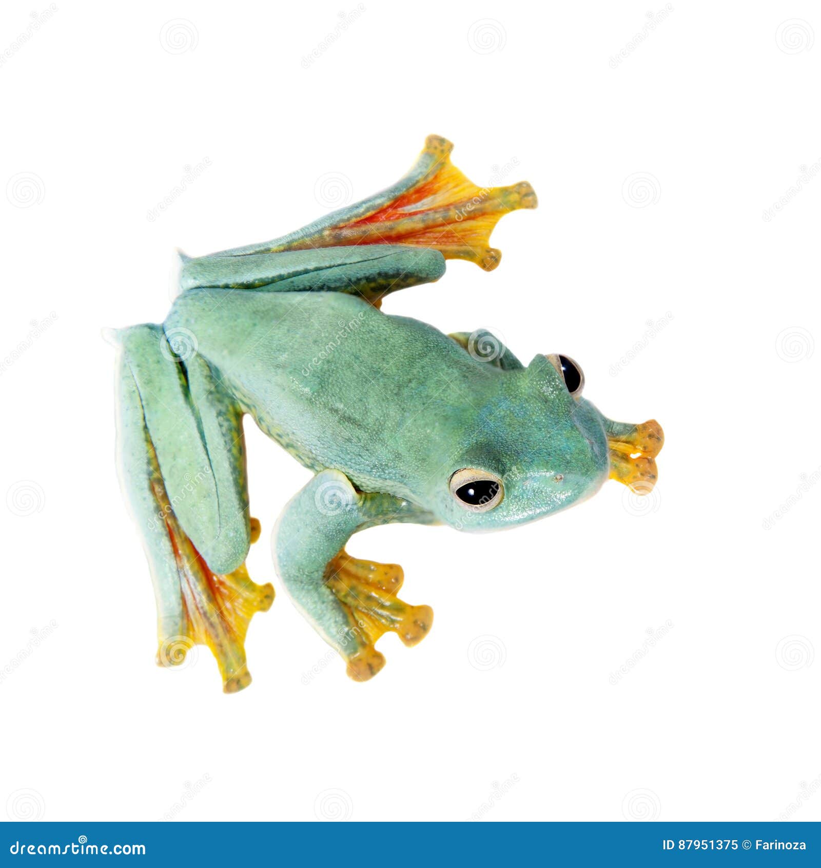 Malabar Flying Tree Frogling Isolated on White Stock Image - Image of ...