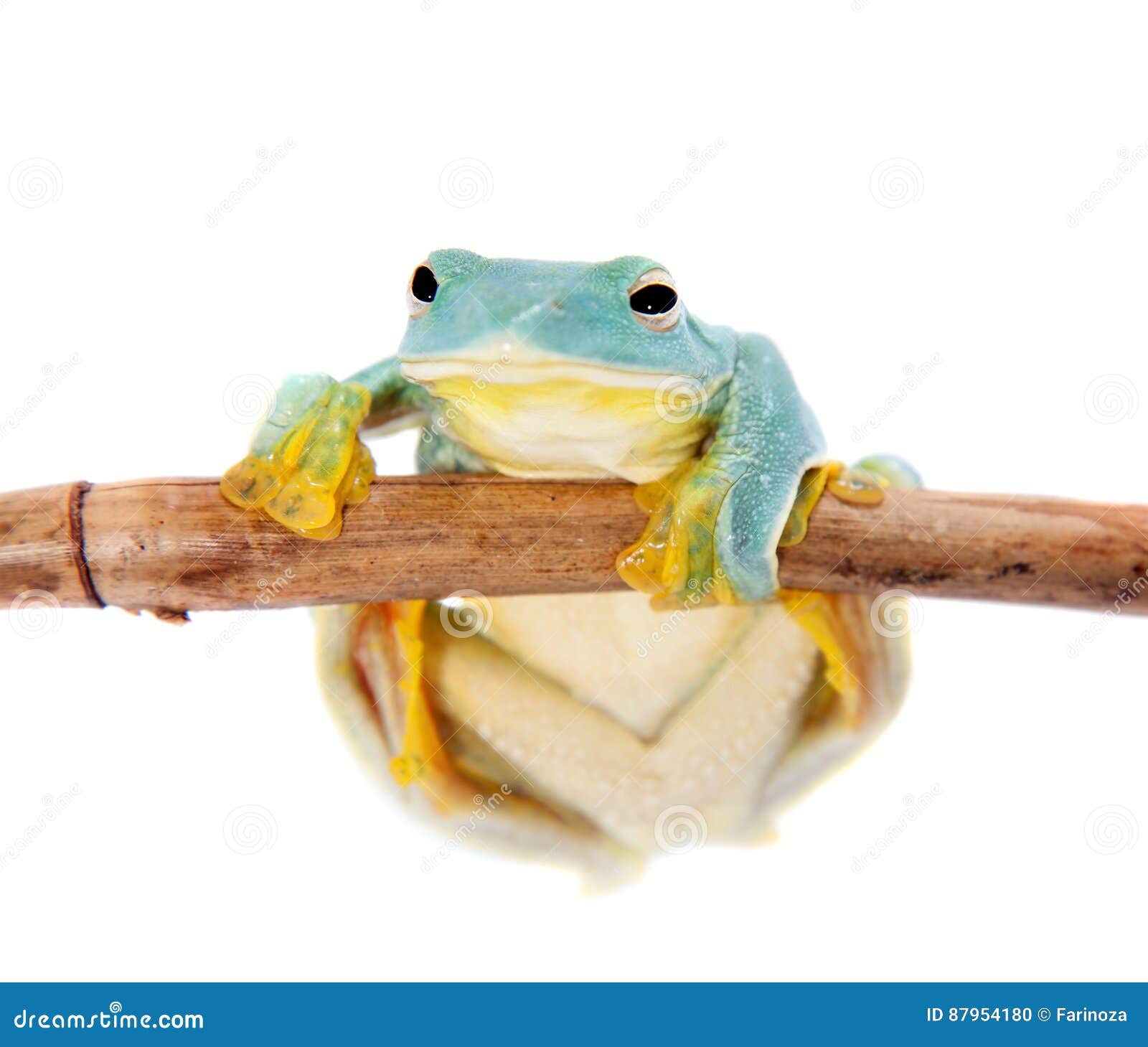 Malabar Flying Tree Frogling Isolated On White Stock Photography ...