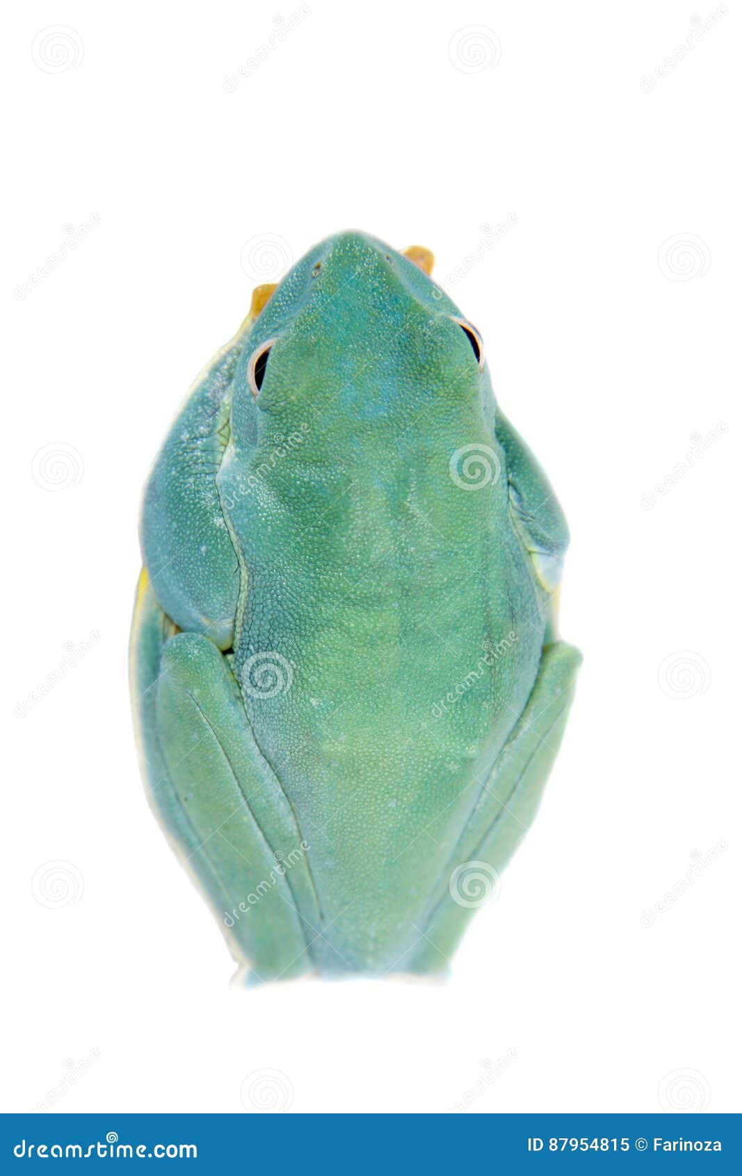 Malabar Flying Tree Frogling Isolated On White Stock Photography ...