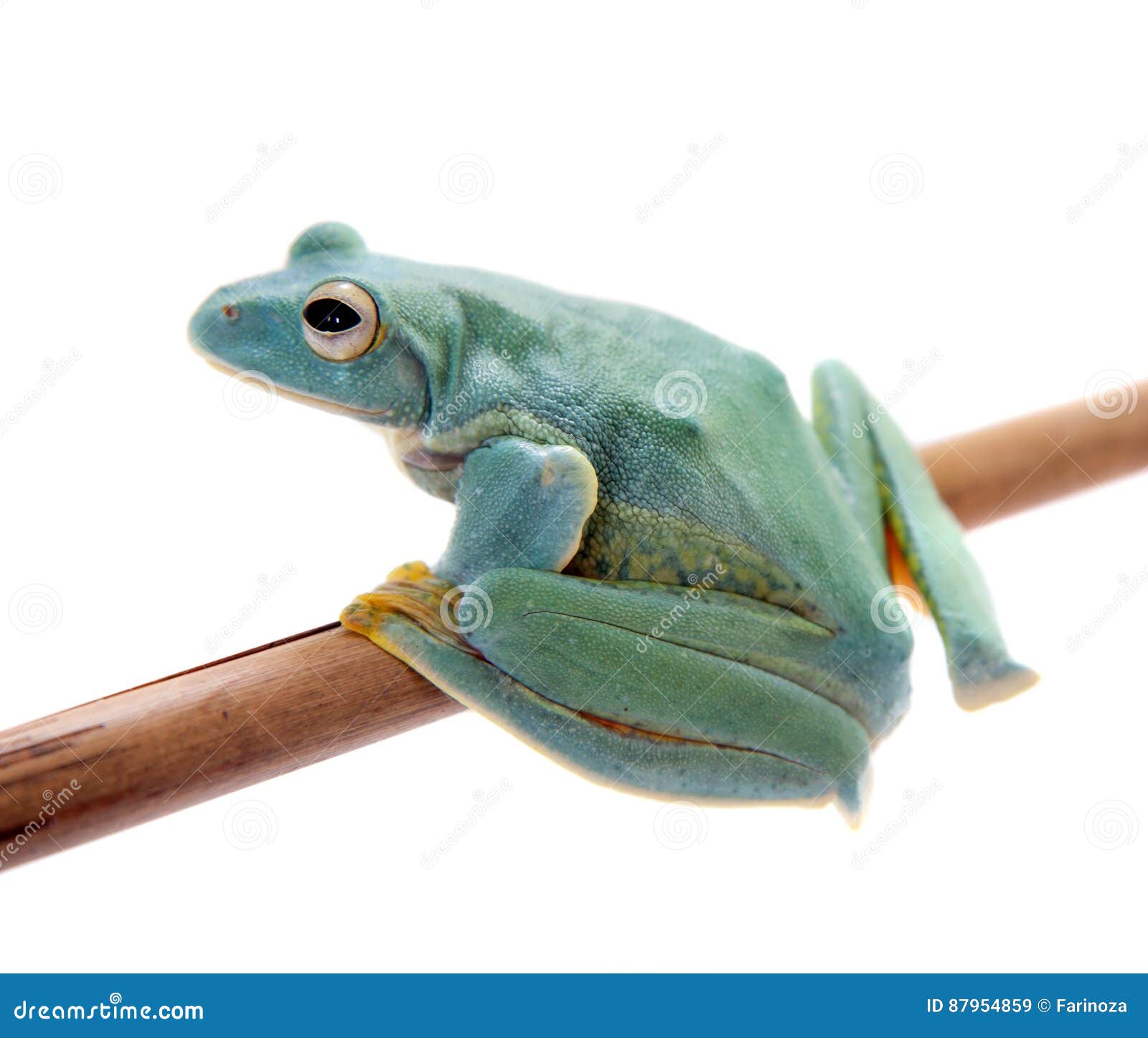 Malabar Flying Tree Frogling Isolated On White Stock Photography ...