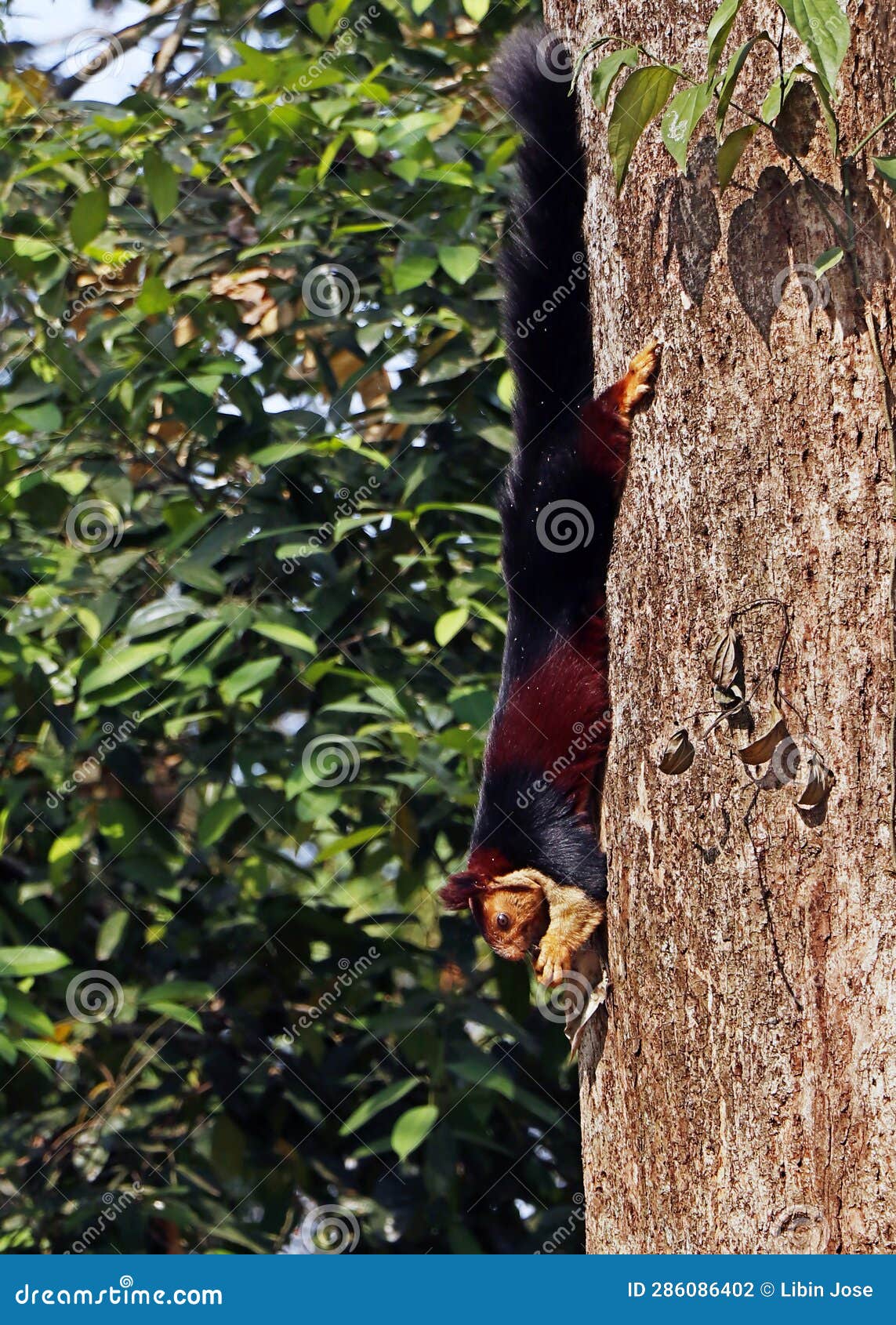 Malabar Squirrel Purple Colors Stock Photos - Free & Royalty-Free Stock ...