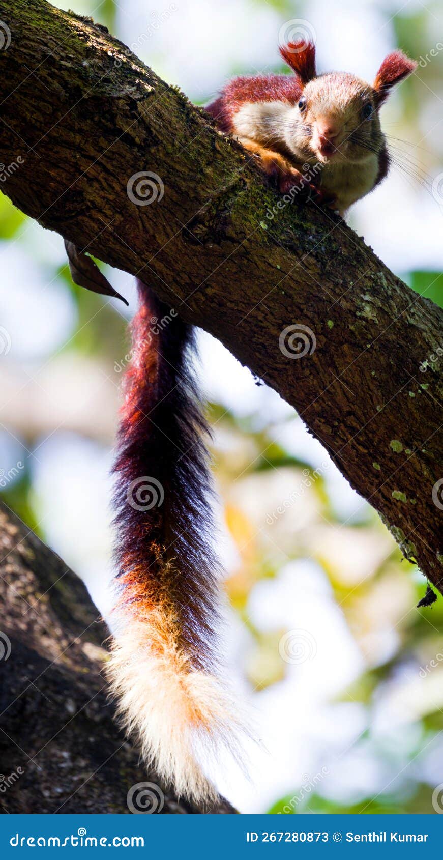 Malabar Giant Squirrel Ratufa Indica Hopping On The Branch Royalty-Free ...