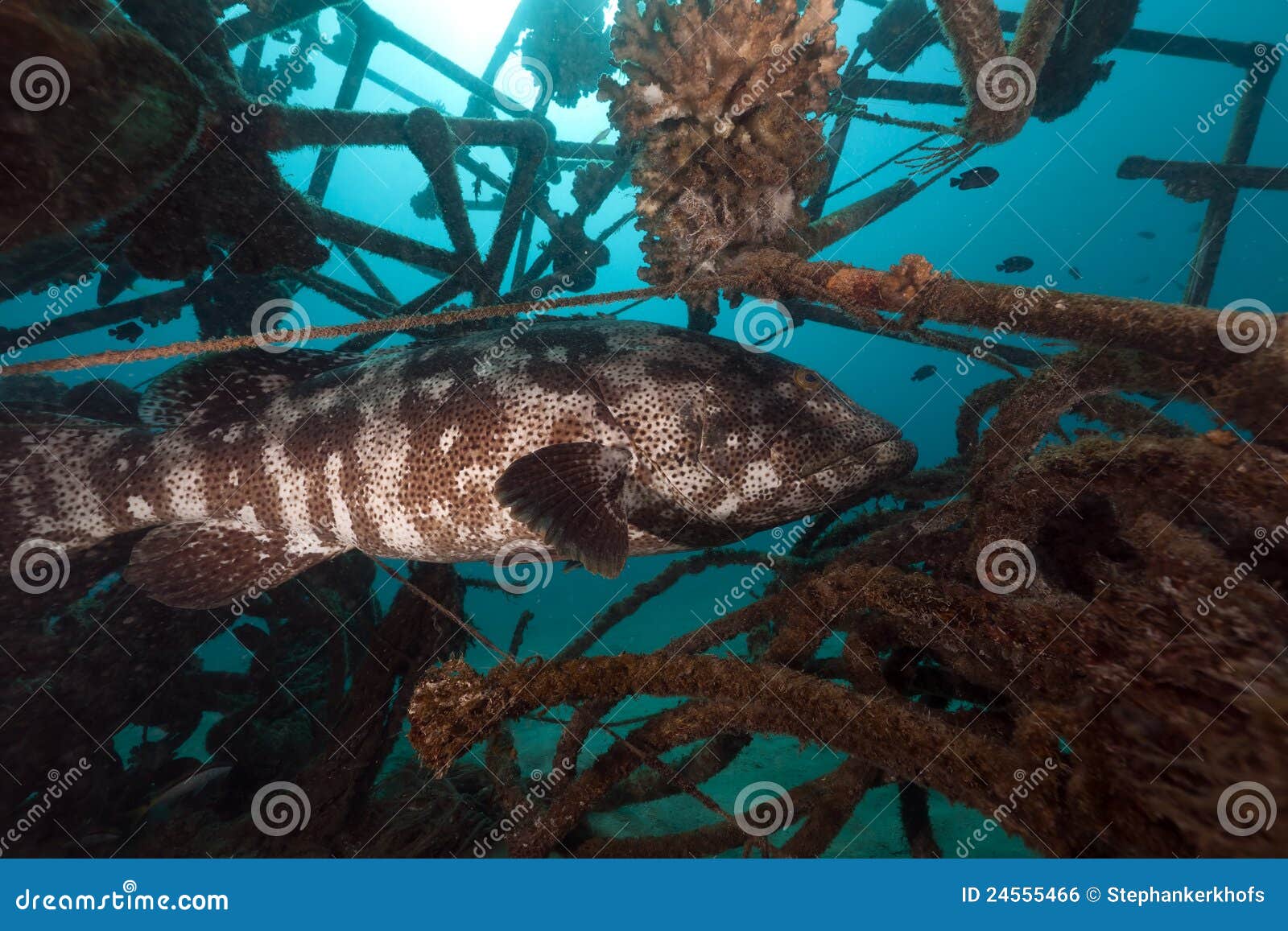 Malabar Grouper in a Artificial Reef. Stock Photo - Image of saltwater ...