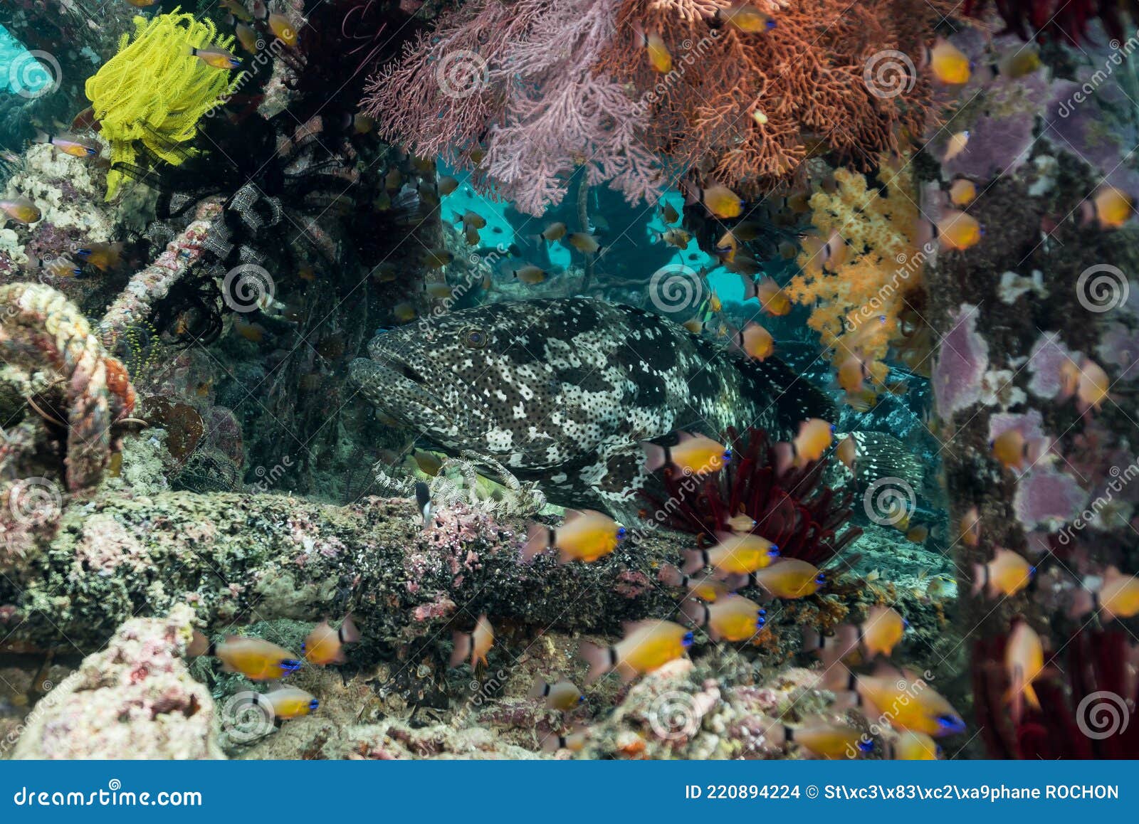 Malabar Grouper Fish Under a Pier Stock Photo - Image of ecosystem ...