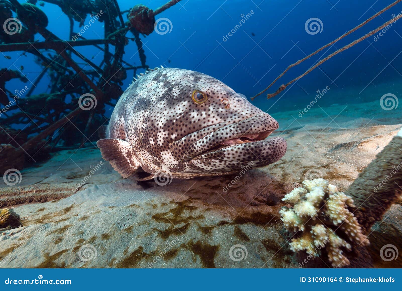 Malabar Grouper in the Red Sea. Stock Photo - Image of color, ocean ...