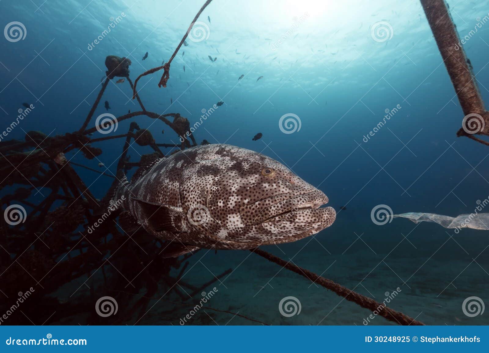 Malabar Grouper in the Tropical Waters of the Red Sea. Stock Image ...