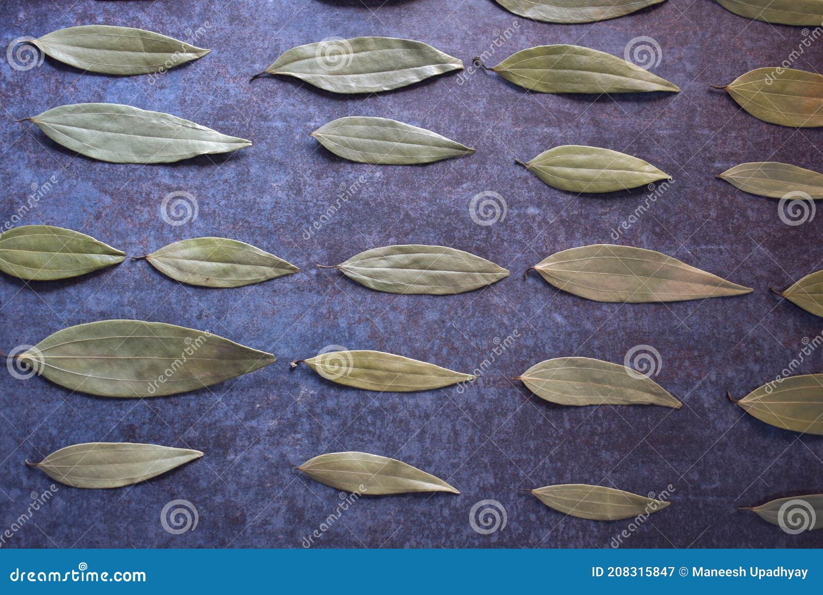 Malabar leaf stock image. Image of bunch, laurel, cassia - 208315847