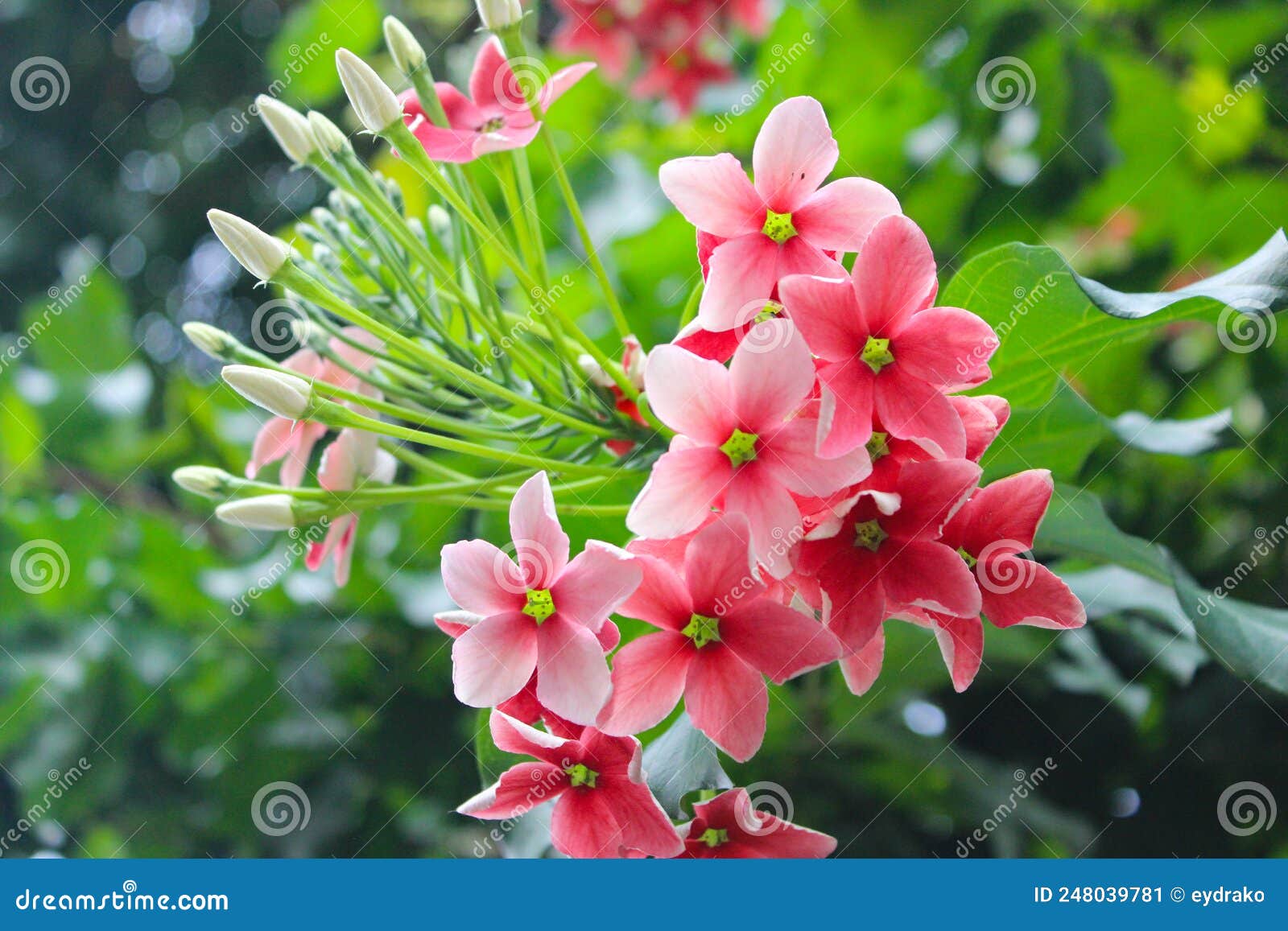 Malabar Madhu Malati Flower, A Spesies Of Bushwillows. Combretum ... Malabar Madhu Malati Flower, A Spesies Of Bushwillows. Combretum ...
