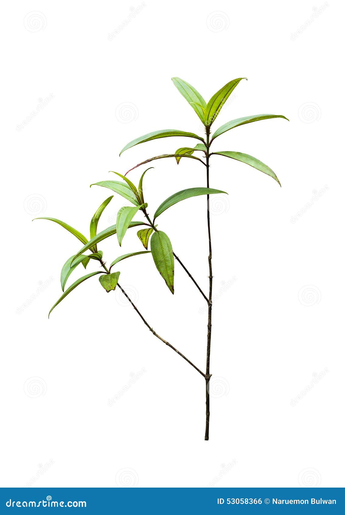Malabar melastome tree stock photo. Image of asian, thailand - 53058366