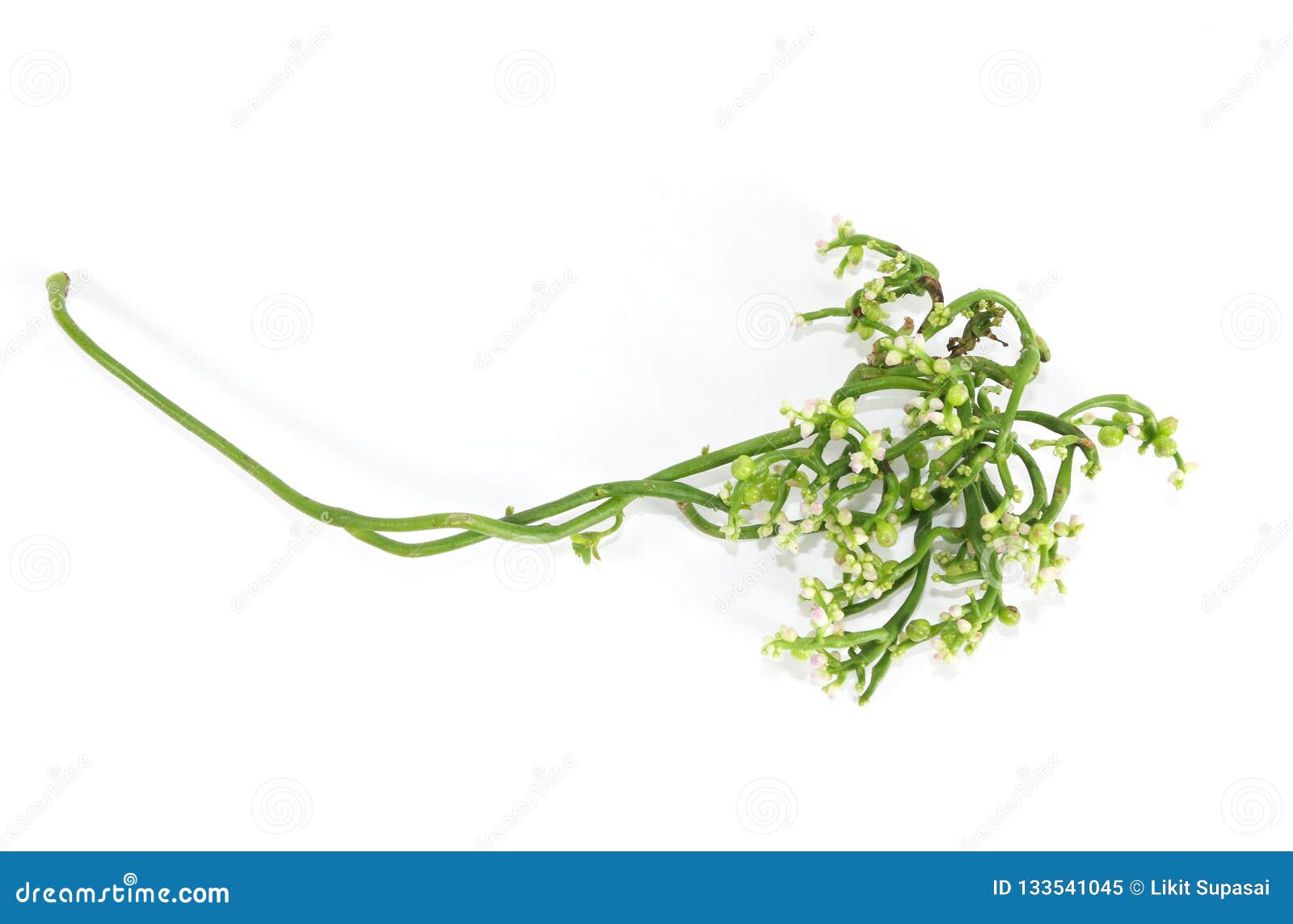 Malabar Nightshade White Background in Studio Stock Image - Image of ...
