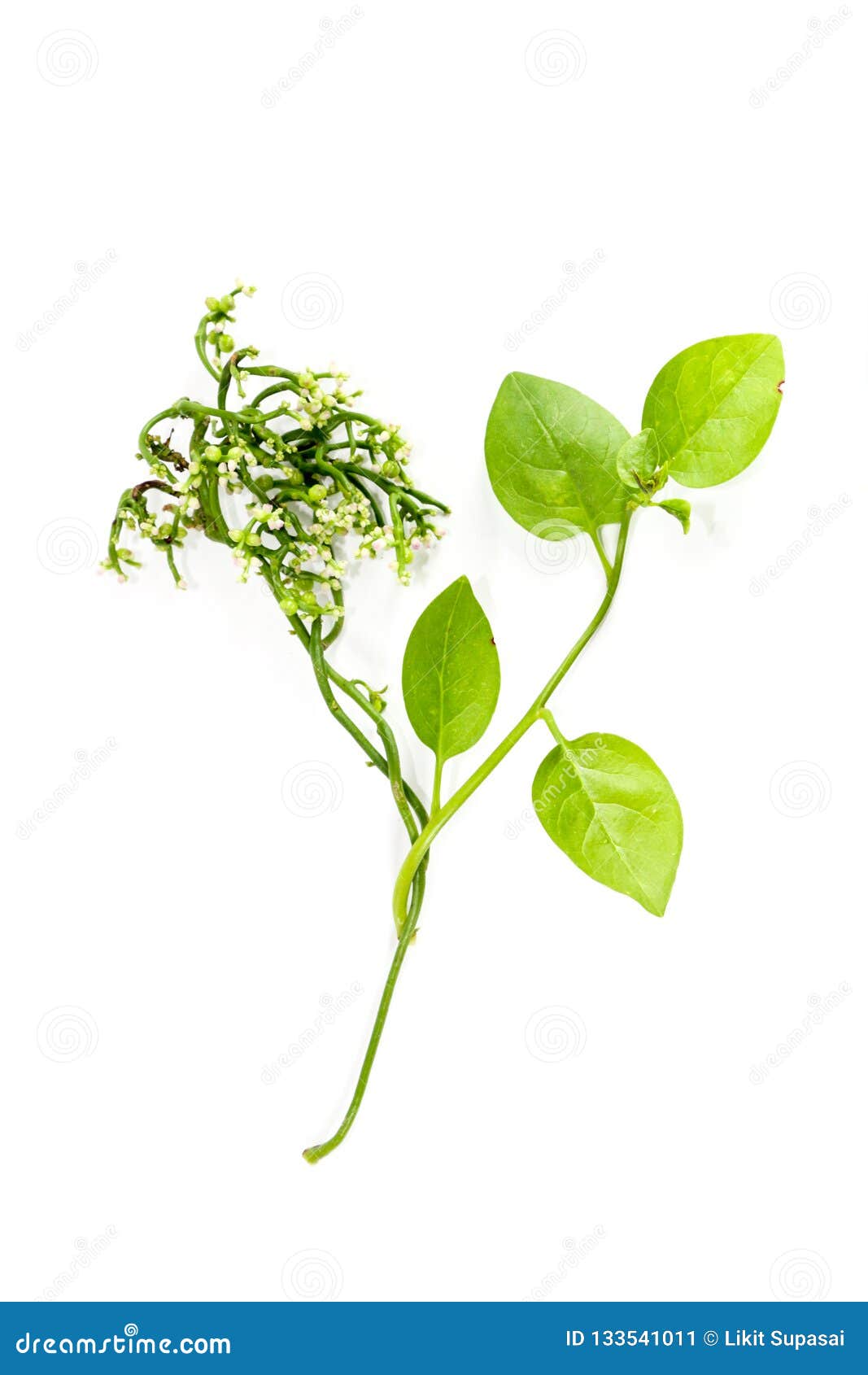 Malabar Nightshade White Background in Studio Stock Image - Image of ...
