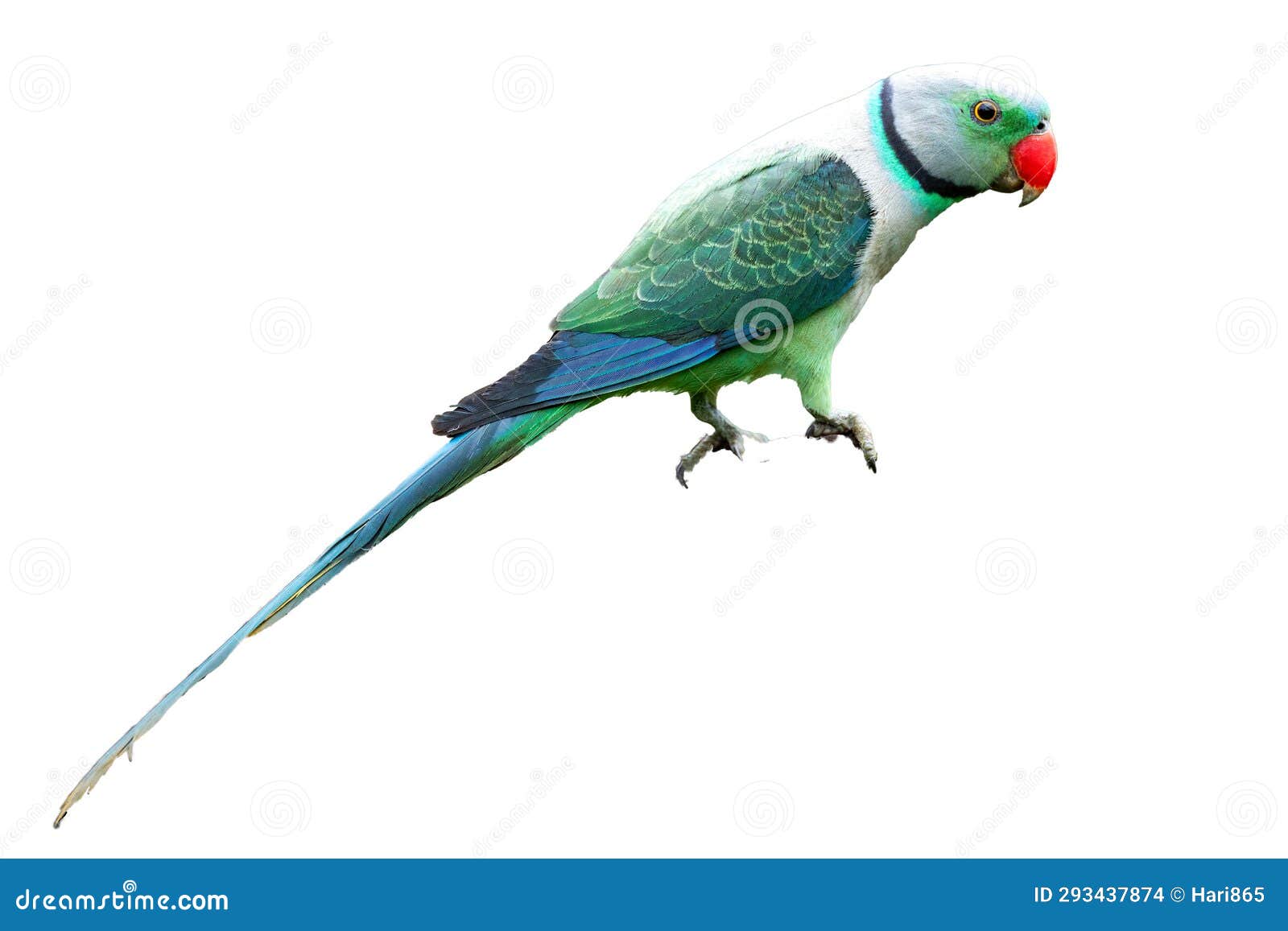 Malabar Parrot - Blue-Winged Parakeet - Psittacula Columboides In Its ...